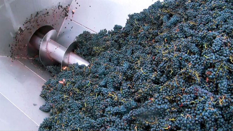 Proceso de la elaboración del vino tinto - Mundobodega